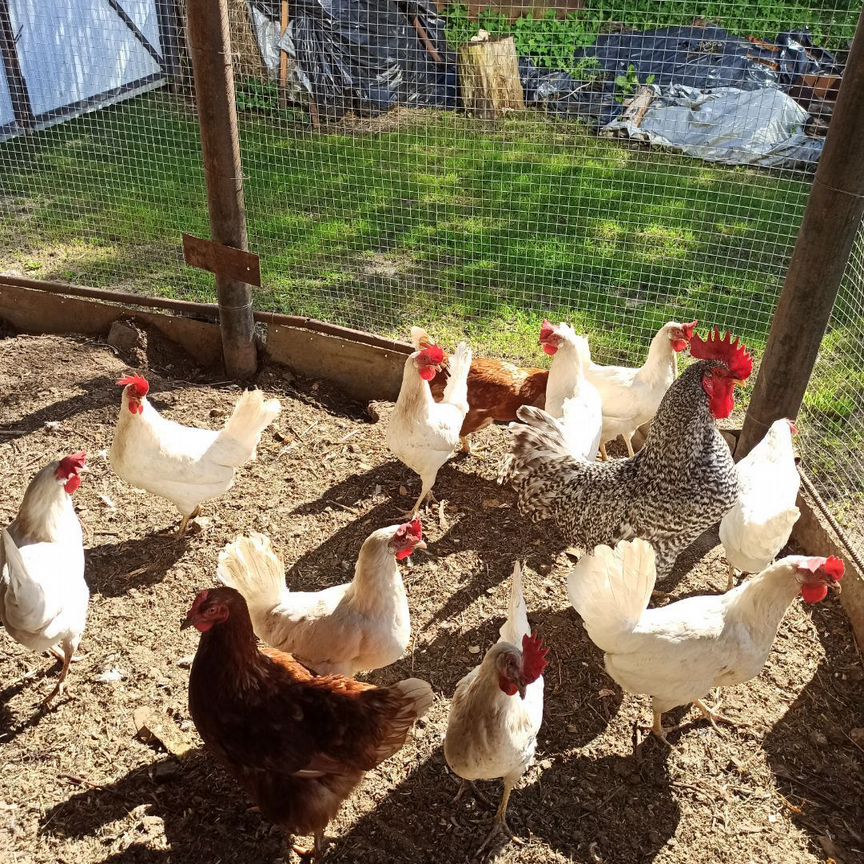 Куры несушки