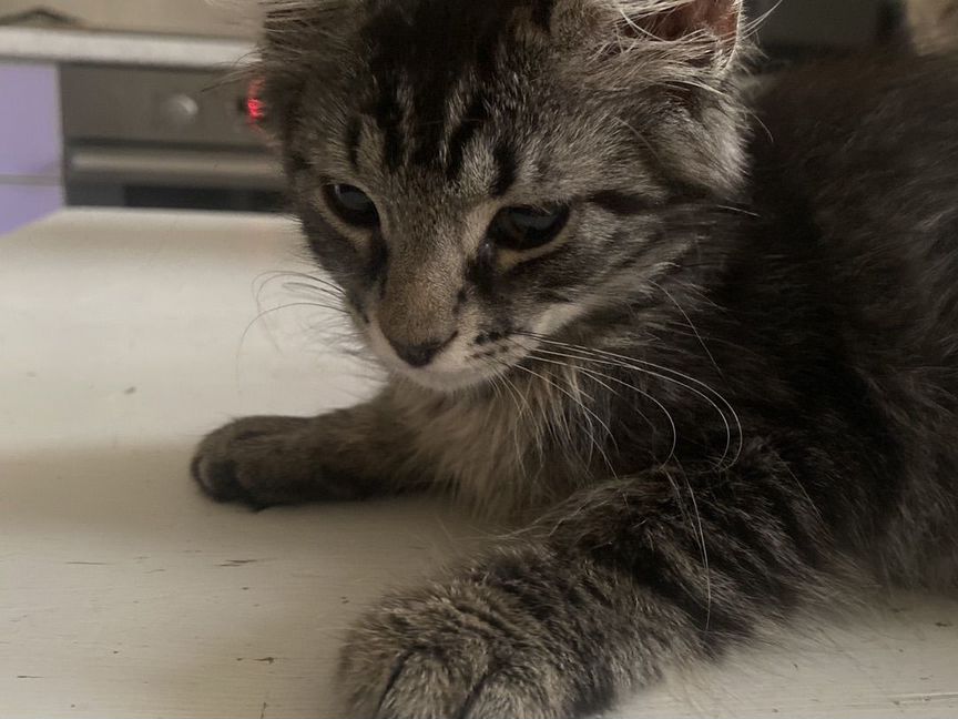 Котенок в добрые руки