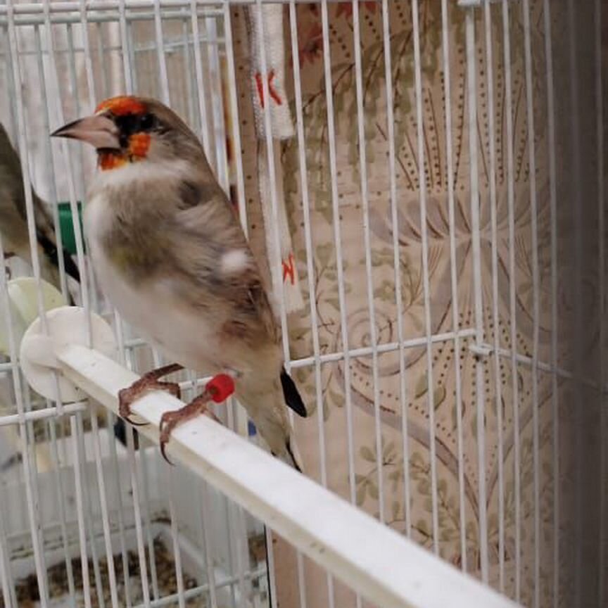 Птица щегол