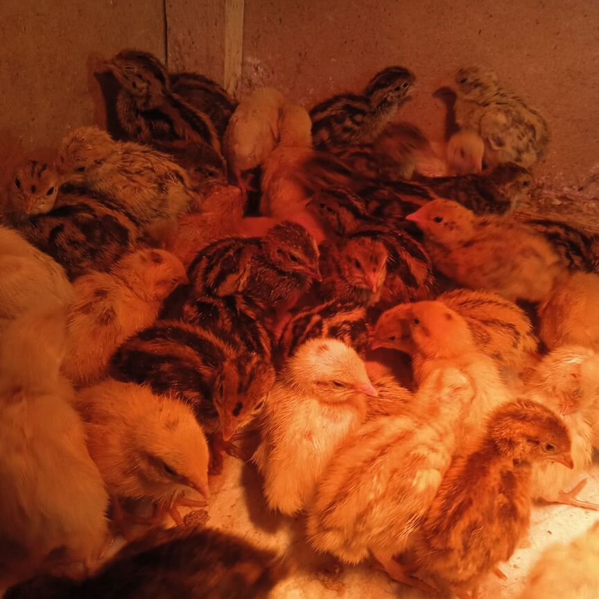 Перепелята недельные