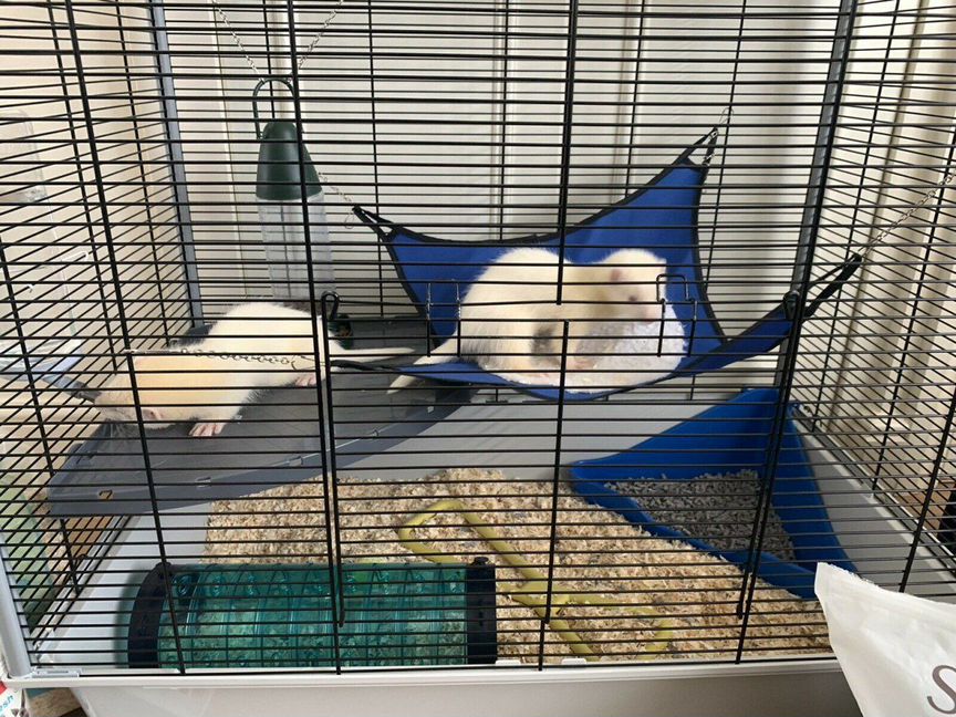 2-х этажная клетка для хорька крыс дегу шиншилл