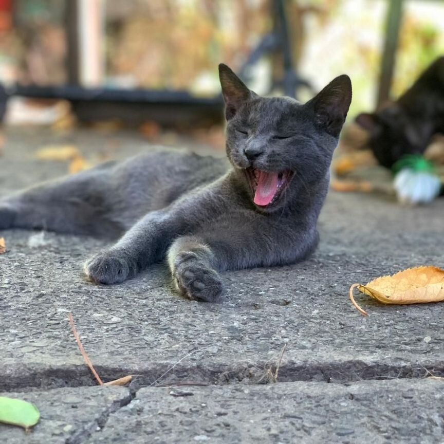 Стерилизованная котенок девочка