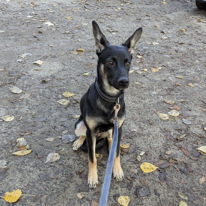 Собака в добрые руки