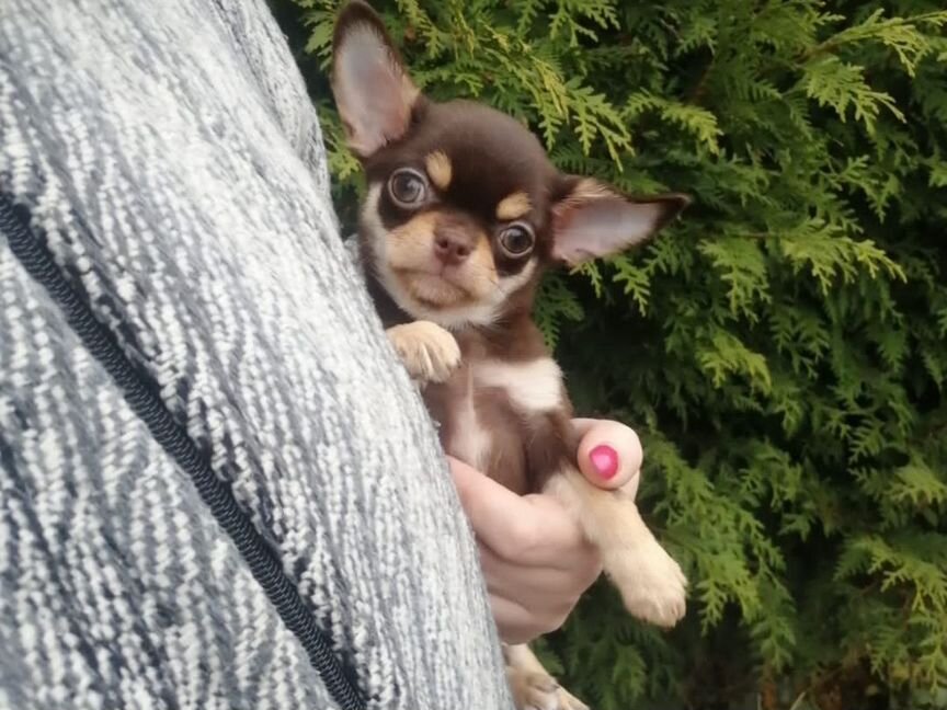 Чихуахуа супер мини крошка