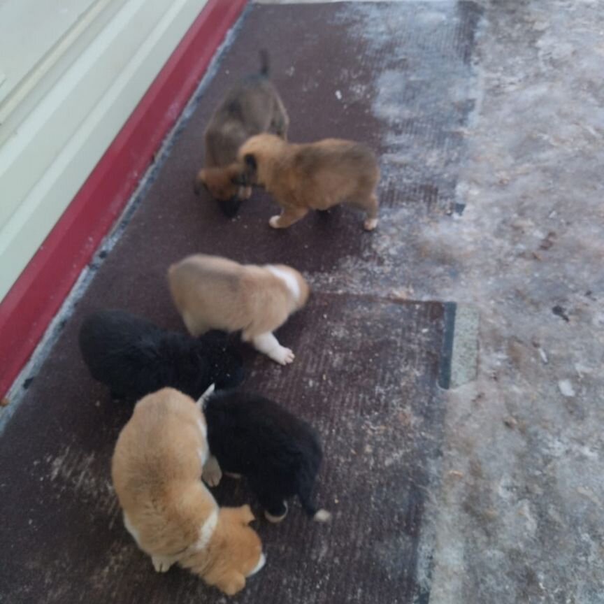 Щенок в добрые руки мальчик и девочки