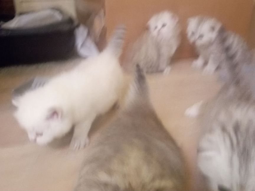 Британские вислоухие котята