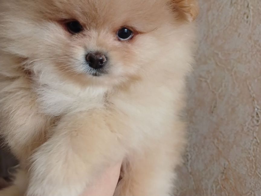 Померанский шпиц