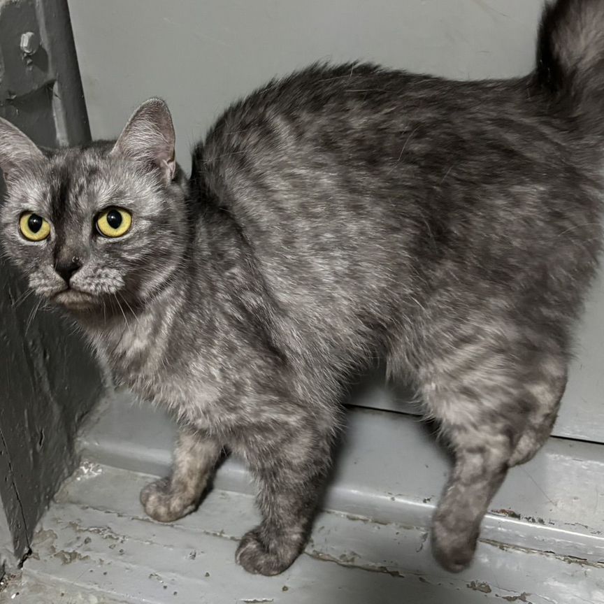 Взрослая, Девочка кошка в добрые руки