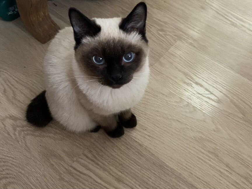 Котик, молоденький, 7 мес, ответственным людям