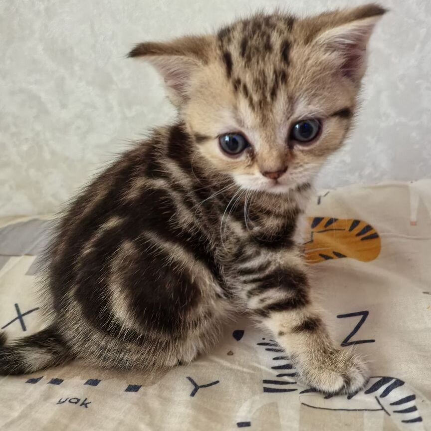 Шотландский прямоухий короткошёрстный котёнок