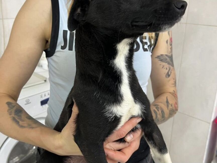 Маленькая собака 5 кг не хочет на улицу