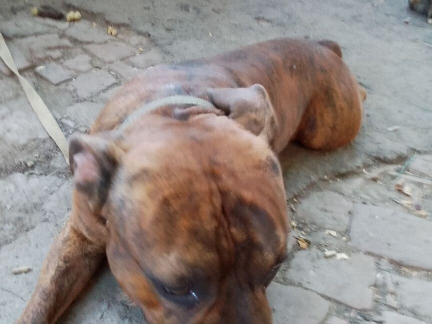 Щенки американского стаффорда