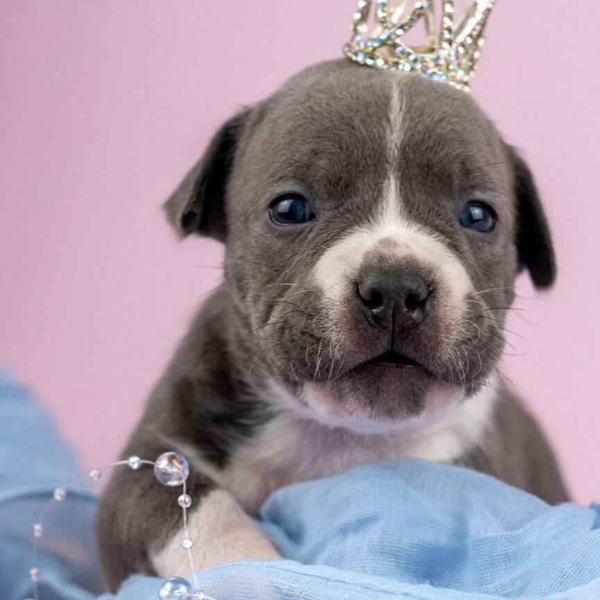 Американский стаффордширский терьер, щенок