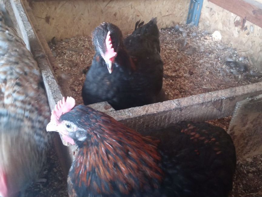 Петух маран черно-медный