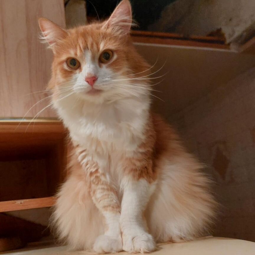 Взрослая, кошка в добрые руки