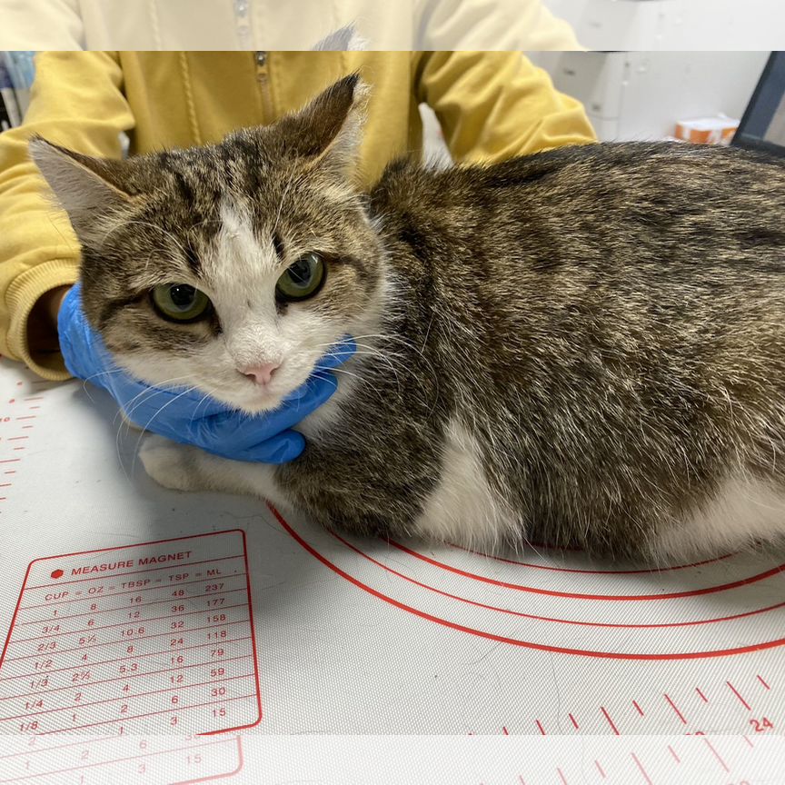 Взрослая, кошка в добрые руки