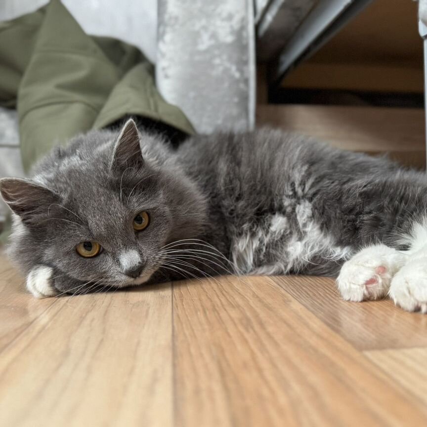 Кот в добрые руки