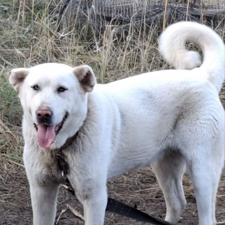 Собака алабай