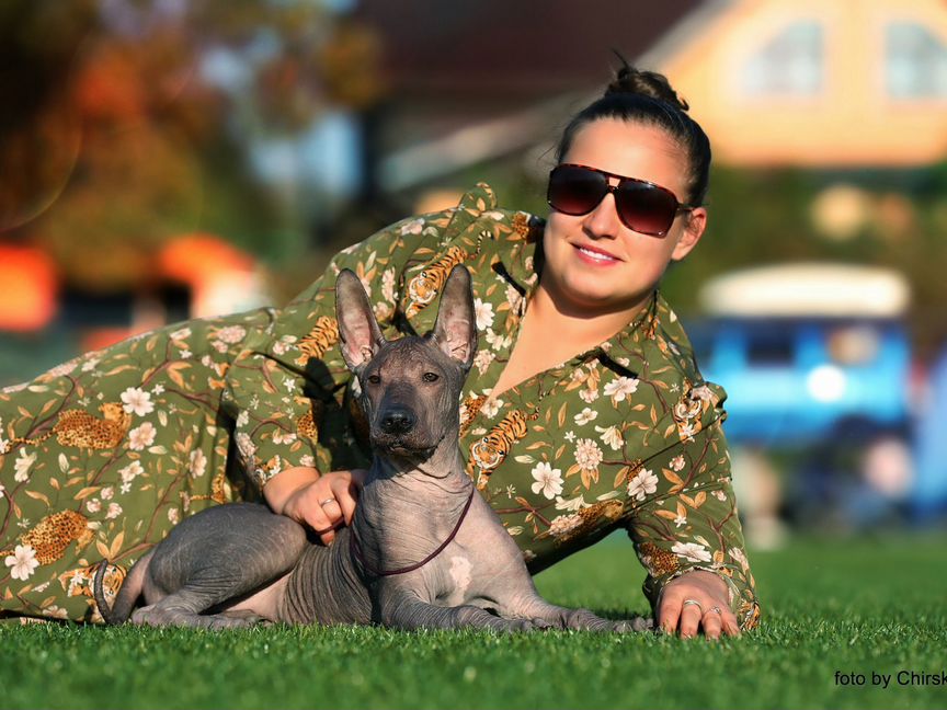 Ксолоитцкуинтли стандартный размер