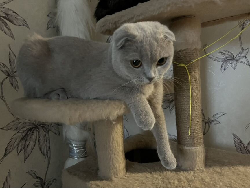 Шотландская вислоухая кошка