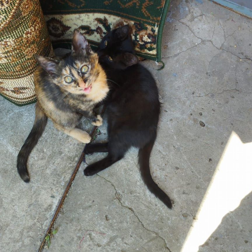 Котята в добрые руки, 3 месяца