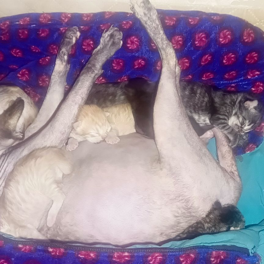 Сфинкс помесь