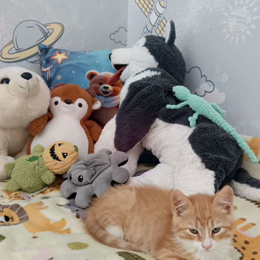 Котёнок в добрые руки