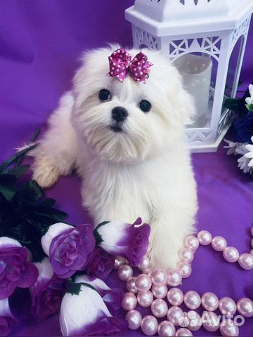 Очень красивая девочка 3,5 мес