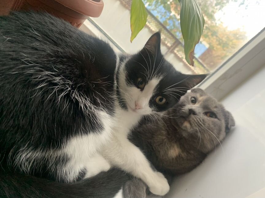 Кошка