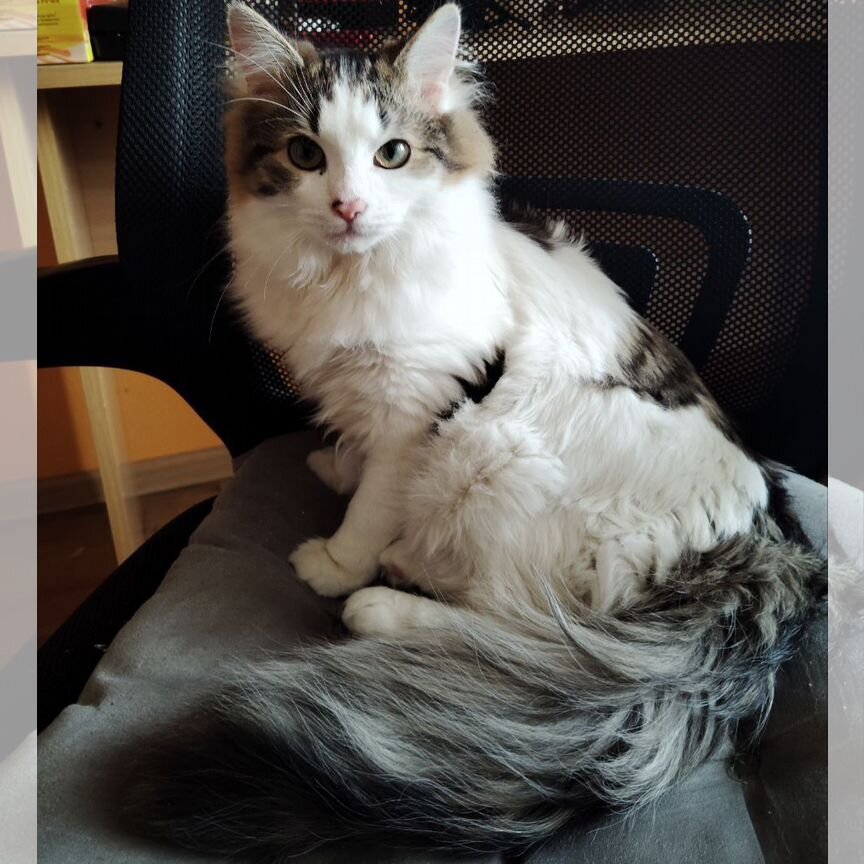 Молодой котик