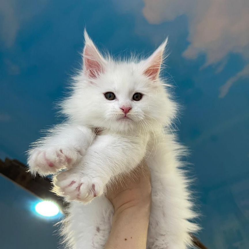 Котята Мейн Кун