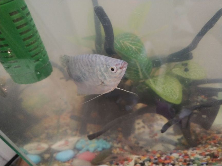 Рыба гурами мраморный