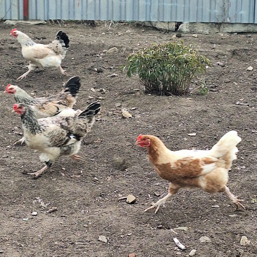 Куры несушки продам