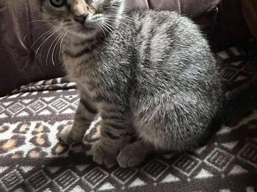 Котёнок девочка в добрые руки