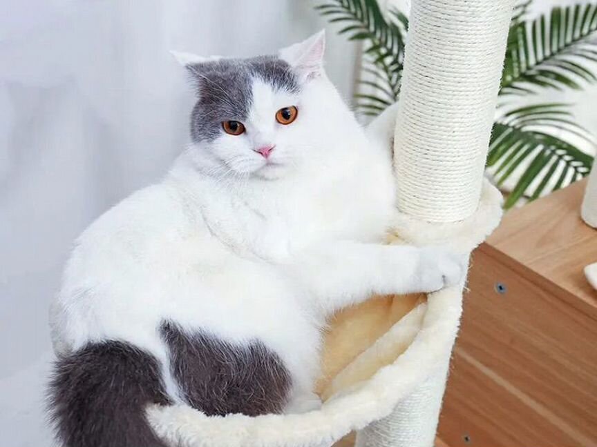 Домик для кошки