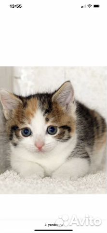Котята самые ласковые на свете
