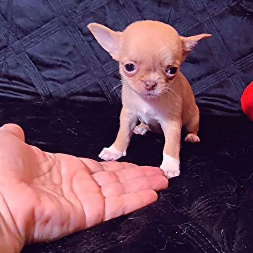 Чихуахуа, щенок