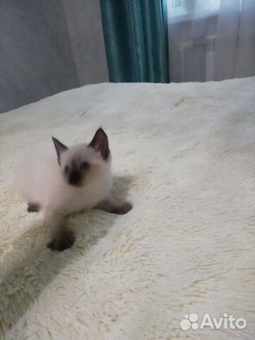 Тайская кошечка