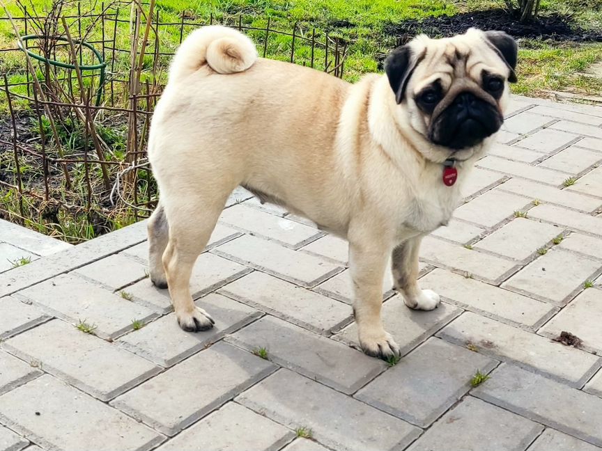 Мопс девочка продаю