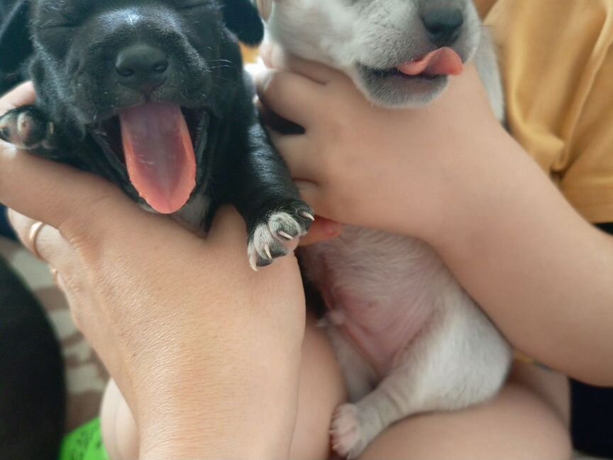 Щенок чихуахуа