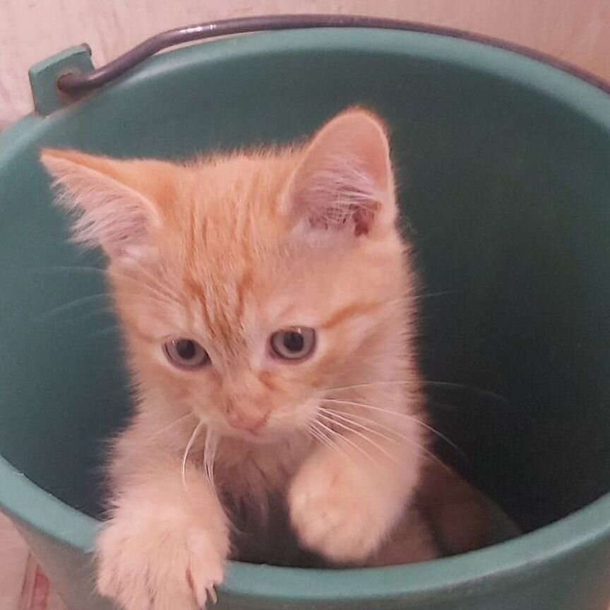 Котята