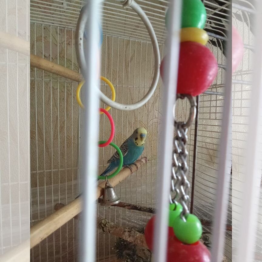 Продам волнистого попугая