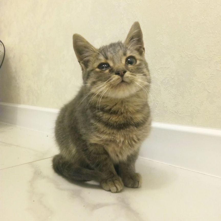 Кот мальчик полосатый