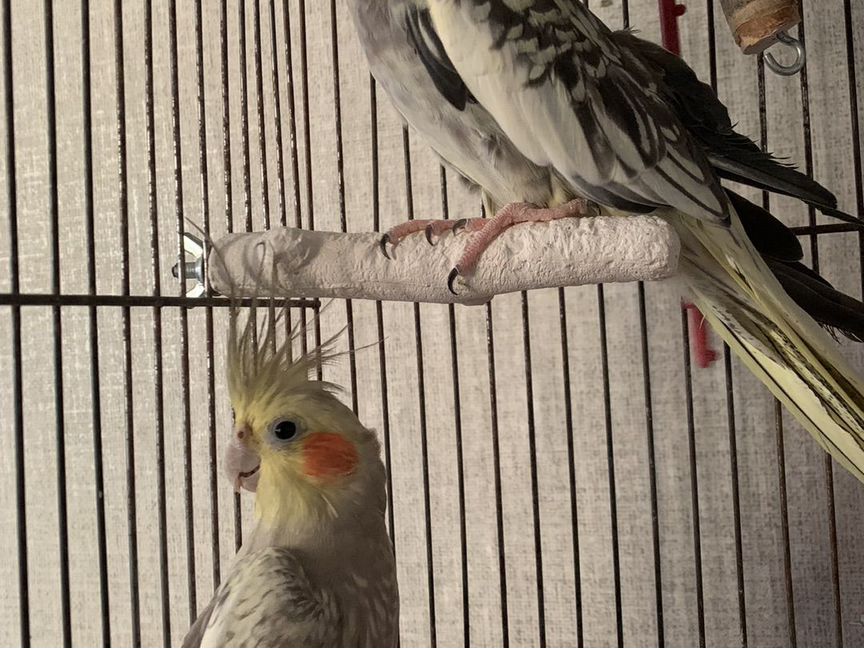 Попугай корелла