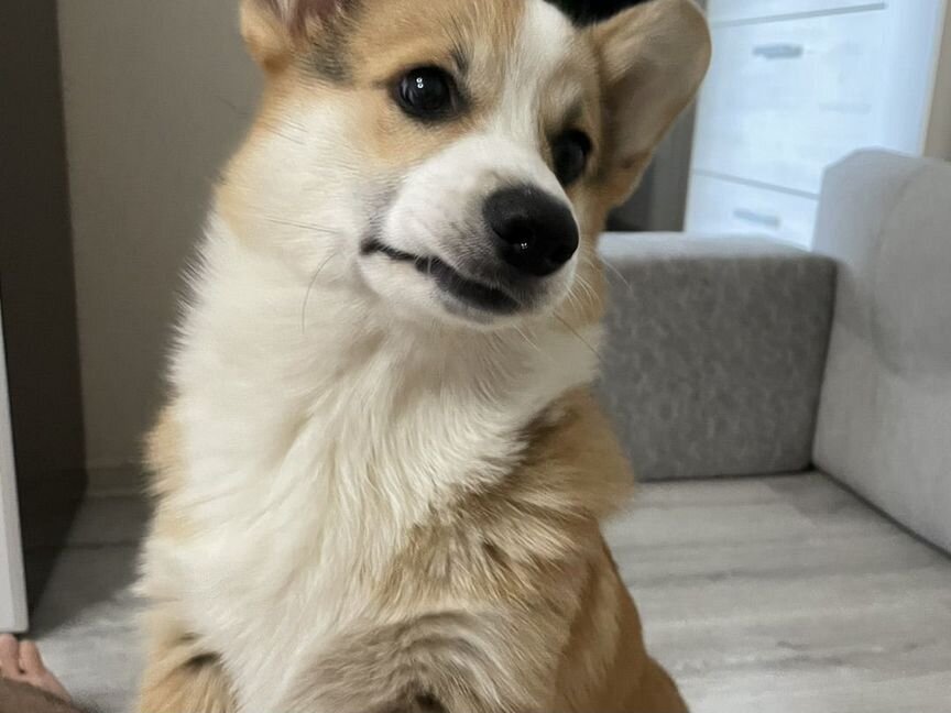 Вельш корги пемброк