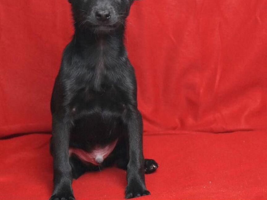 Щенки той-тертера