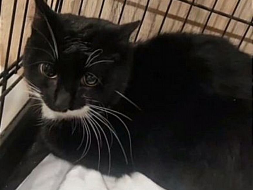 Милый котик