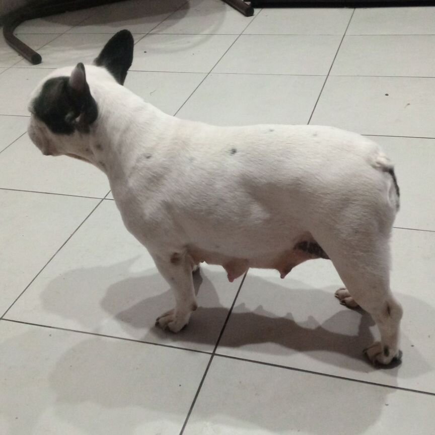 Французский бульдог