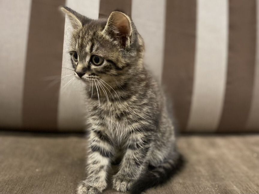Котёнок