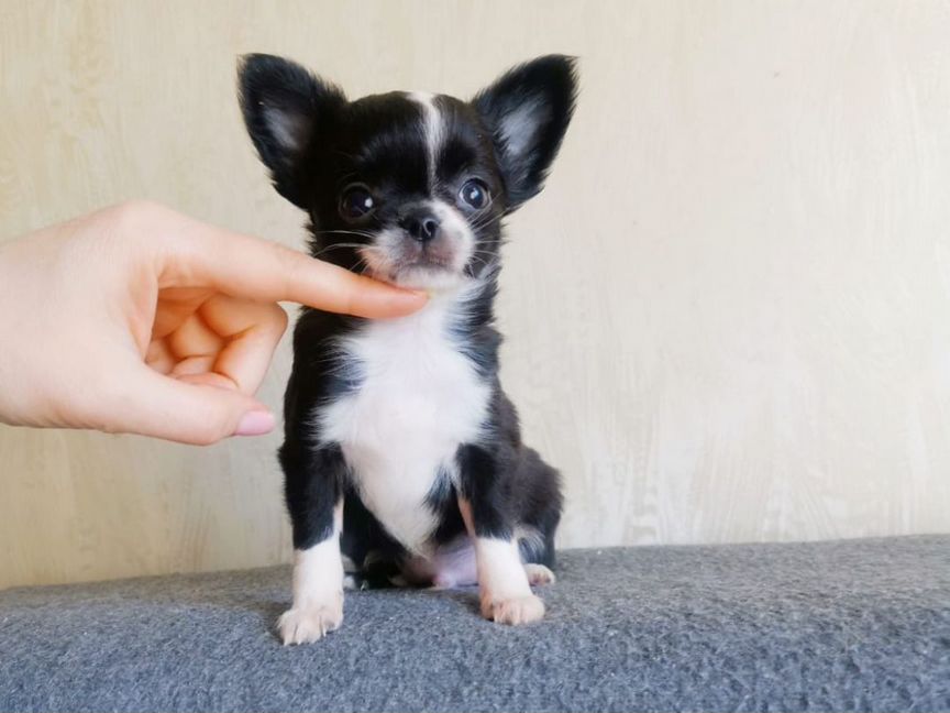 Мальчик брюнет